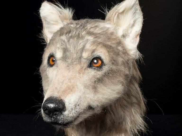 Here’s What Scotland’s Dogs Looked Like 4,500 Years Ago | ARCHAEOLOGY WORLD