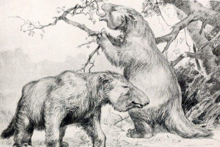 Meet The Megatherium: The Adorable 13-Foot Sloth That Ruled The ...