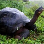 Enormous Roman arcade found in Essex was once part of a magnificent ...