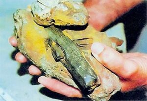 400 Million Year Old Hammer discovered In Texas The London ...