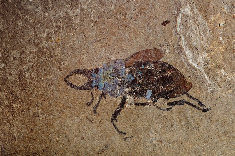 The Most Famous Fossils Ever Discovered | ARCHAEOLOGY WORLD