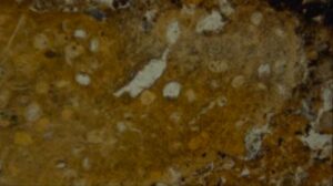 What Discovery of Oldest Human Poop Reveals About Neanderthals’ Diet ...