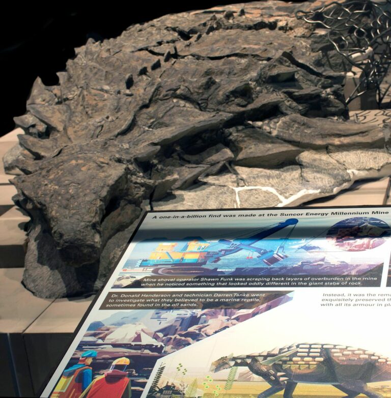 Nodosaur Dinosaur ‘Mummy’ Unveiled With Skin And Guts Intact in Canada ...