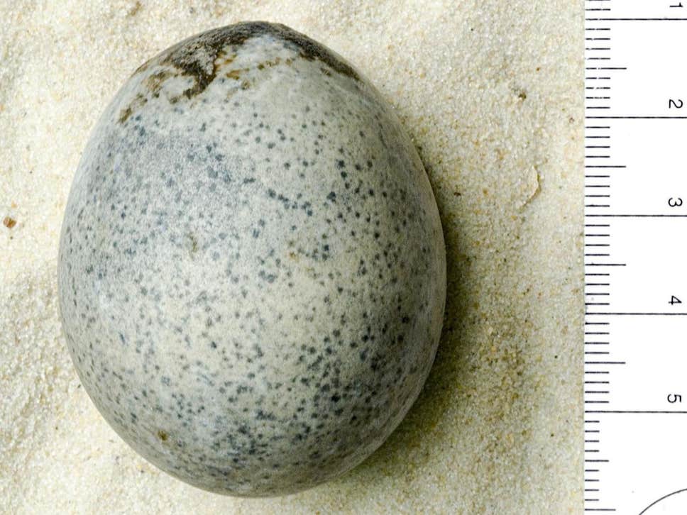 Archaeologists discovered 1,700-year-old Roman eggs | ARCHAEOLOGY WORLD