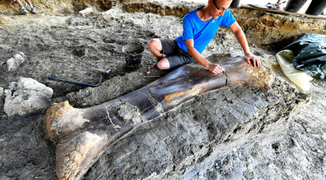 Massive, 1,100-Pound Dinosaur Bone Unearthed in France | ARCHAEOLOGY WORLD