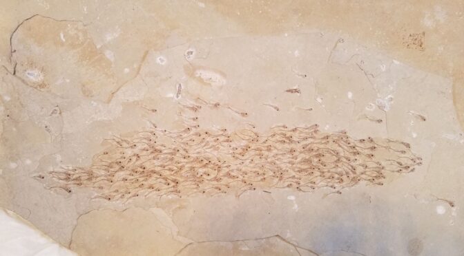 These 259 tiny fish were buried alive 50 million years ago, and survive ...