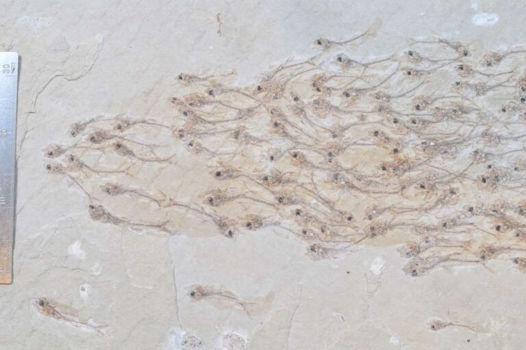 These 259 tiny fish were buried alive 50 million years ago, and survive ...