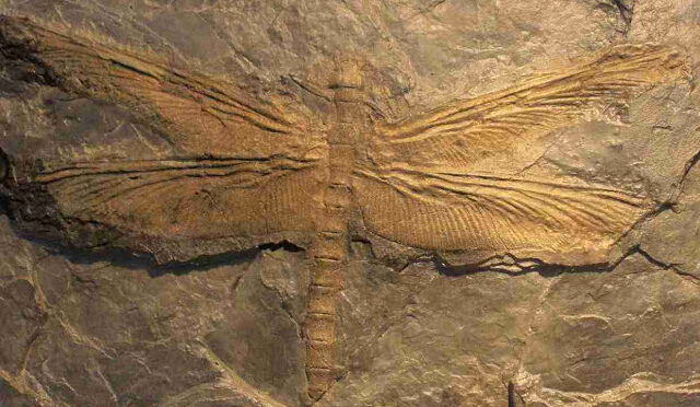 The Largest Insect Ever Existed Was A Giant 'dragonfly' Fossil Of A ...