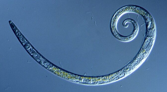 Worms Frozen for 42,000 Years in Siberian Permafrost Wriggle to Life ...