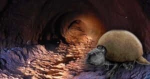 hundreds of tunnels which date back at least 10000 years have been ...