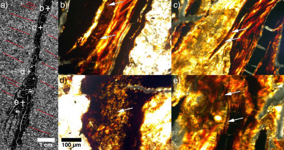Evidence of 90-million-year-old rainforest uncovered beneath the ...