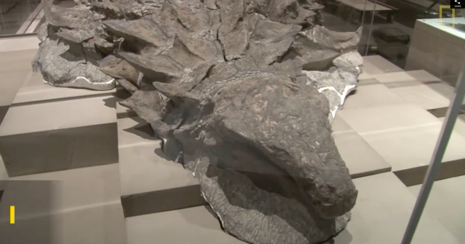 The Amazing Dinosaur Found (Accidentally) by Miners in Canada ...