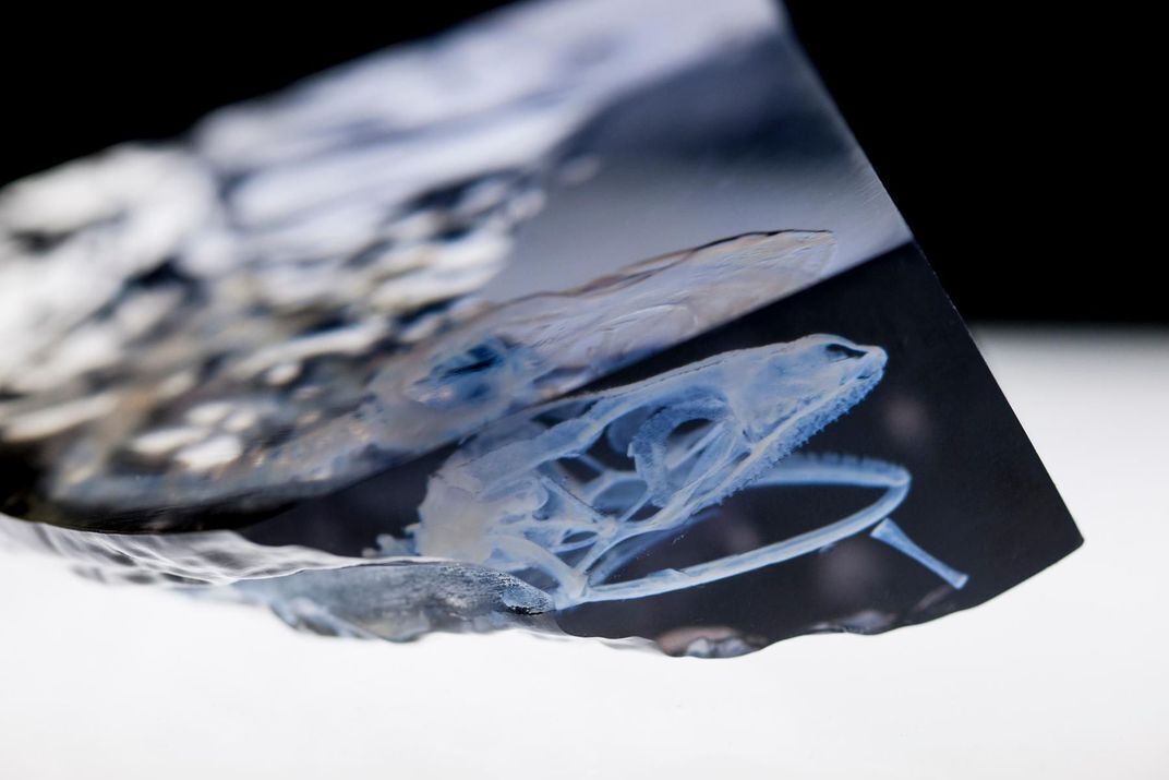 This Gecko Has Been Trapped In Amber For 100 Million Years ...