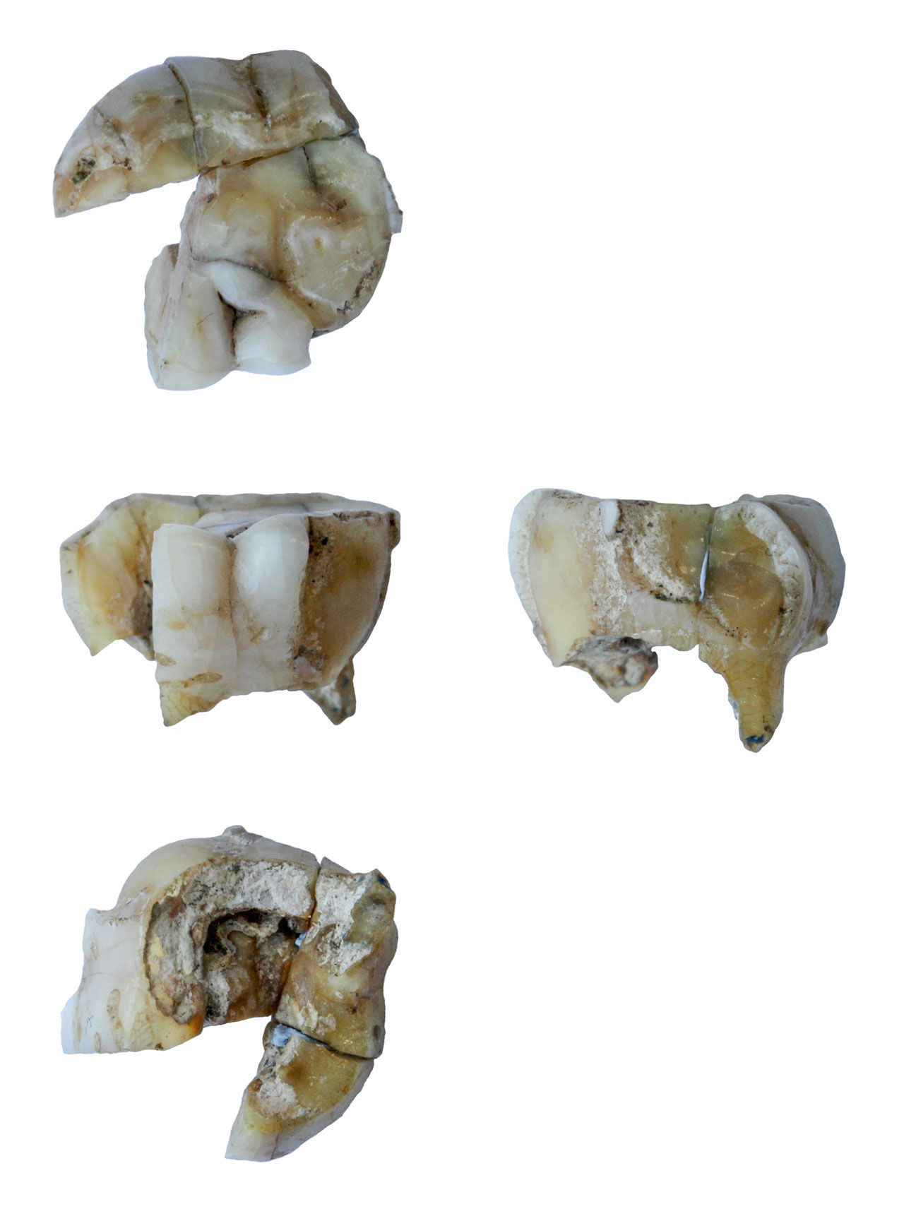14,000-Year-Old Ancestor of Native Americans Identified in Russia ...