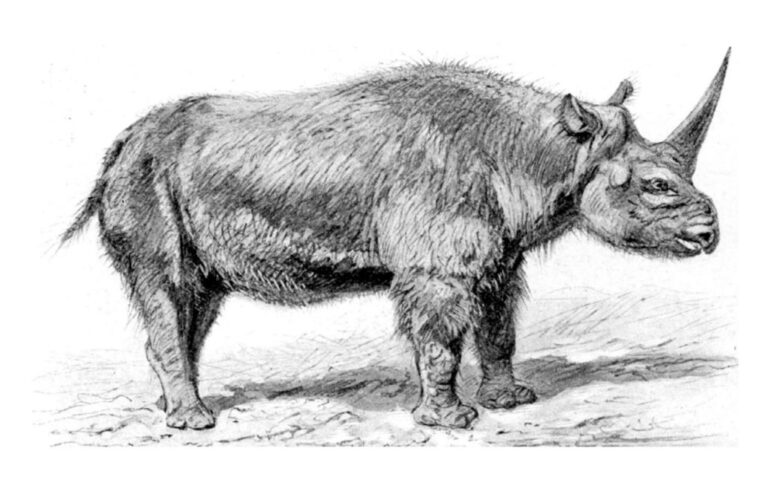 A Fossilised Skull Has Revealed When The Last ‘Siberian Unicorn’ Lived ...
