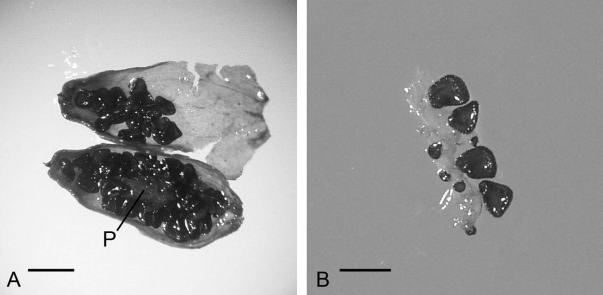 Russian Scientists Revive 32,000-Year-Old Flower | ARCHAEOLOGY WORLD