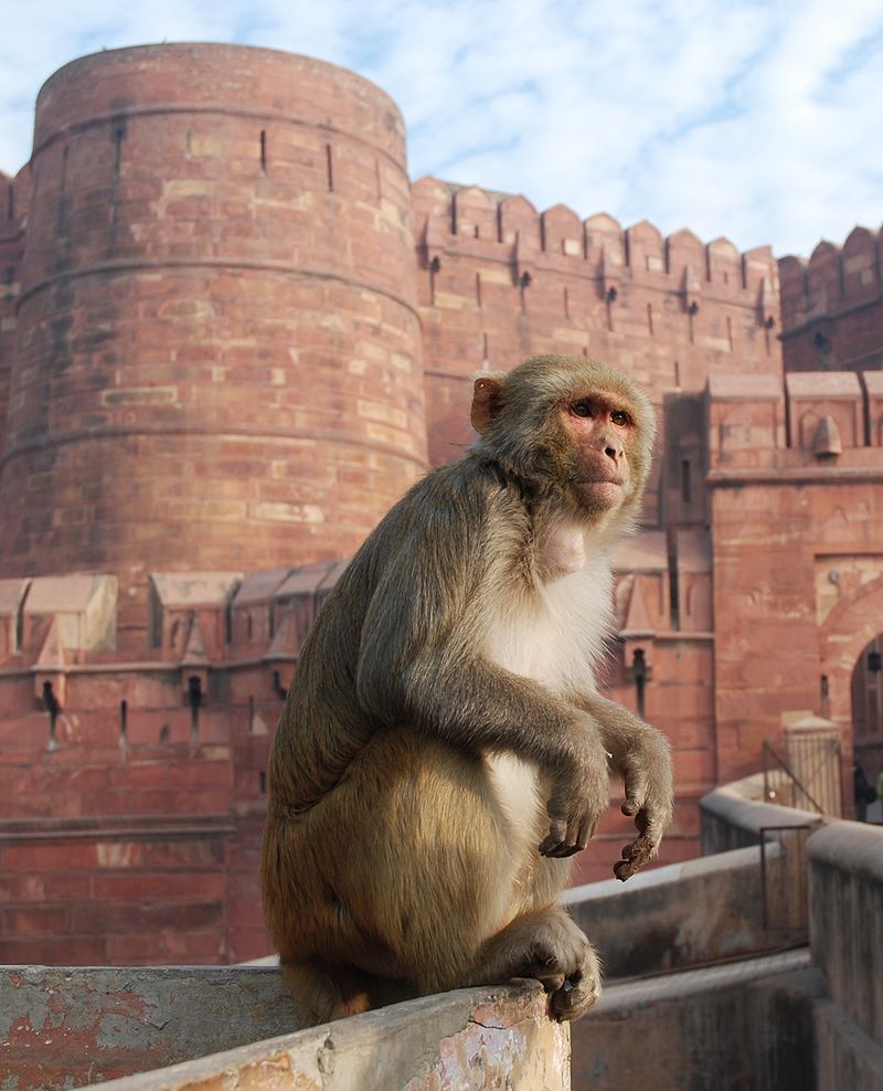 monkeys-ji | ARCHAEOLOGY WORLD