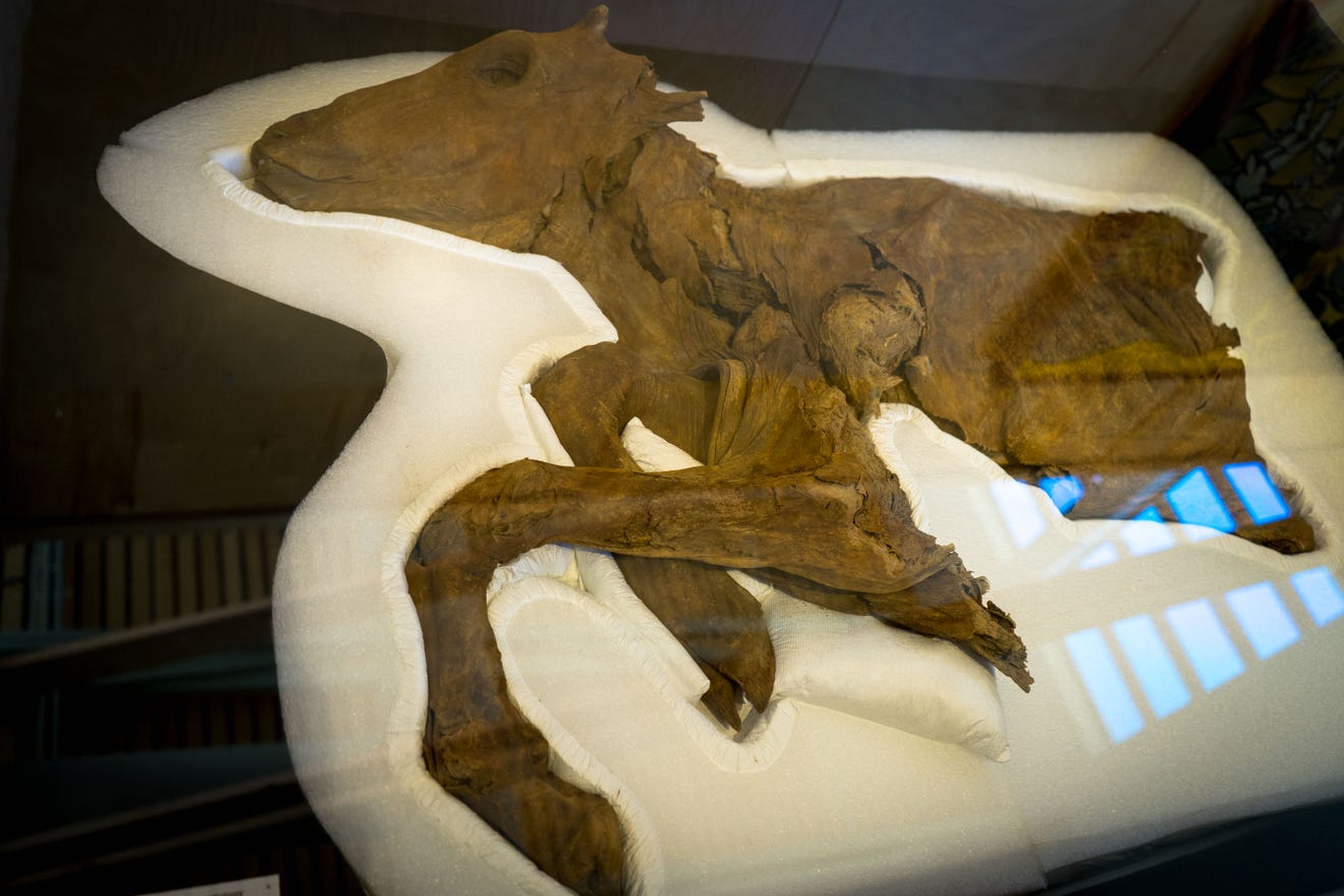 Miners Unearth 50,000-Year-Old Caribou Calf, Wolf Pup From Canadian ...