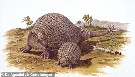 Argentinian farmer discovered a prehistoric giant armadillo shell | ARCHAEOLOGY WORLD