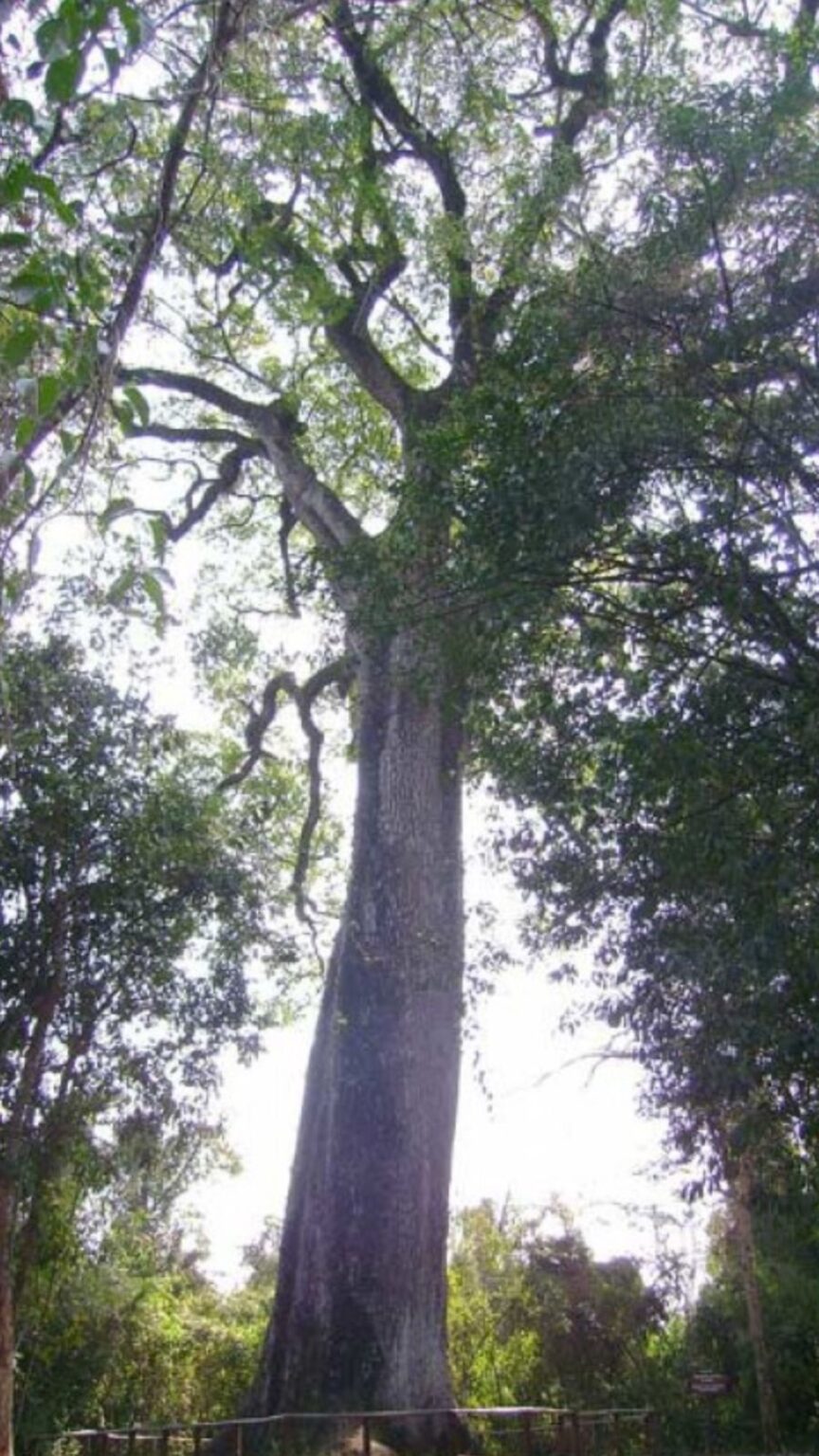 The World’s 10 Oldest Living Trees | ARCHAEOLOGY WORLD