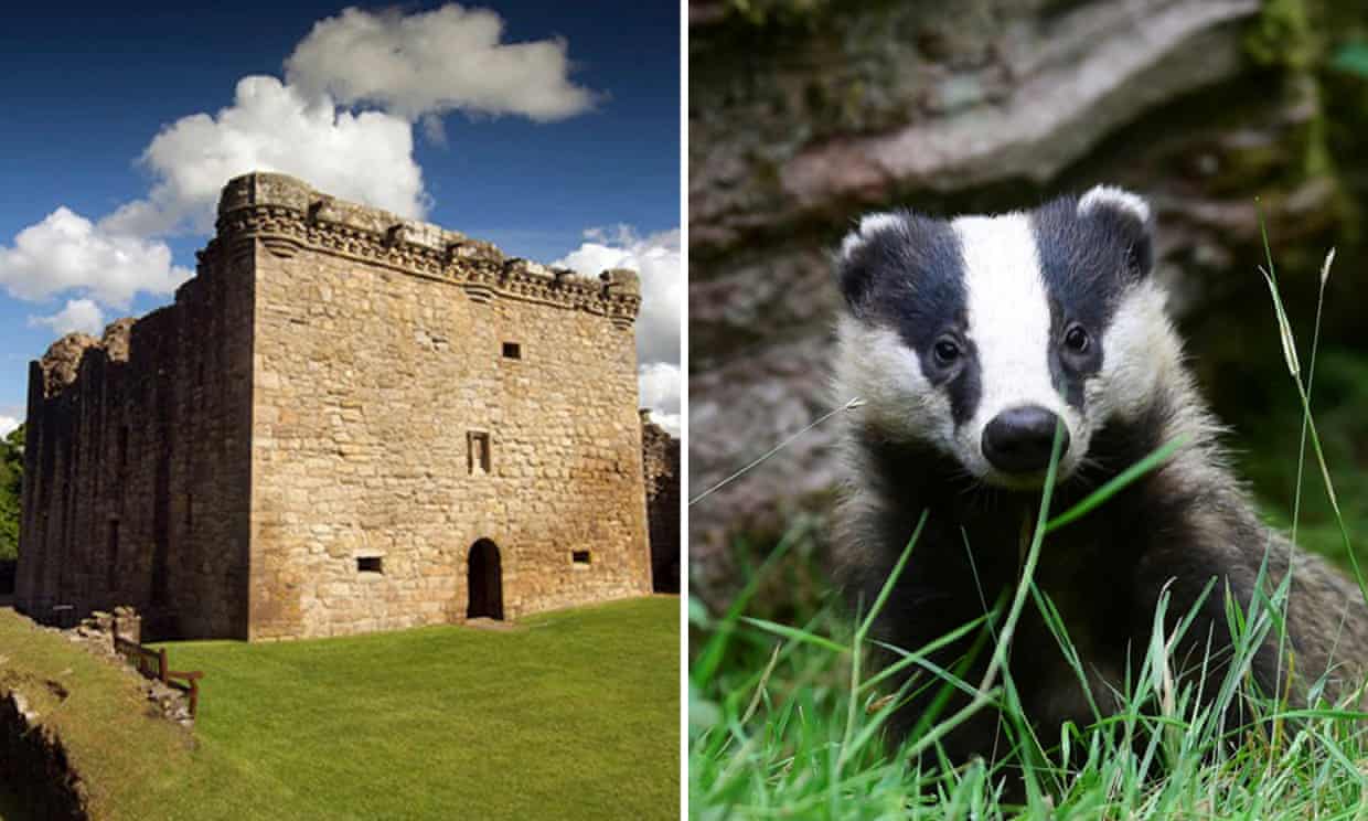 ‘Very Angry Badger’ Seizes Part Of 500-Year-Old Scottish Castle ...