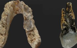 7.2 million-year-old Pre-human fossil suggests mankind arose in Europe ...