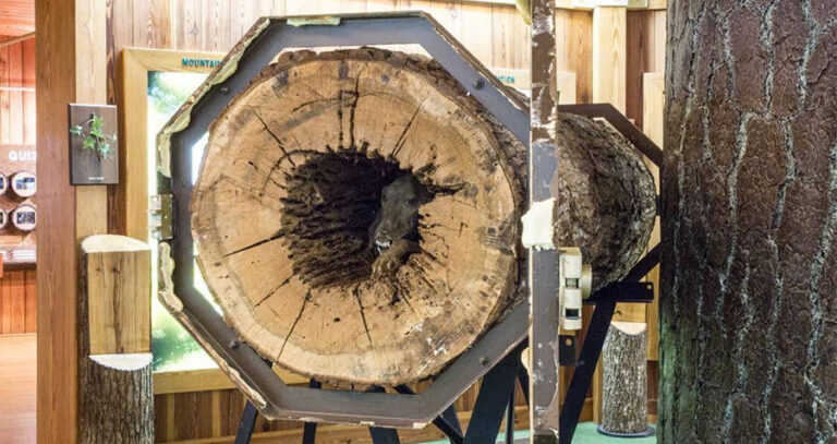 Meet “Stuckie” — The Mummified Dog Who Has Been Stuck In A Tree For ...