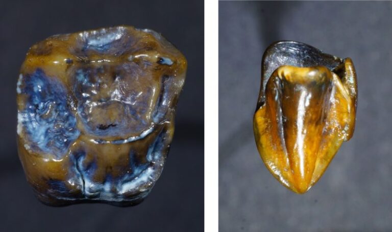 Prehistoric teeth fossils dating back 9.7 million years ‘could rewrite ...