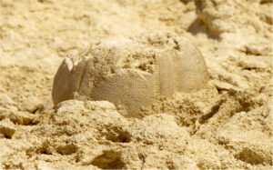 Fossil Discovery Suggests the Pyramids and Sphinx Were Submerged Under ...