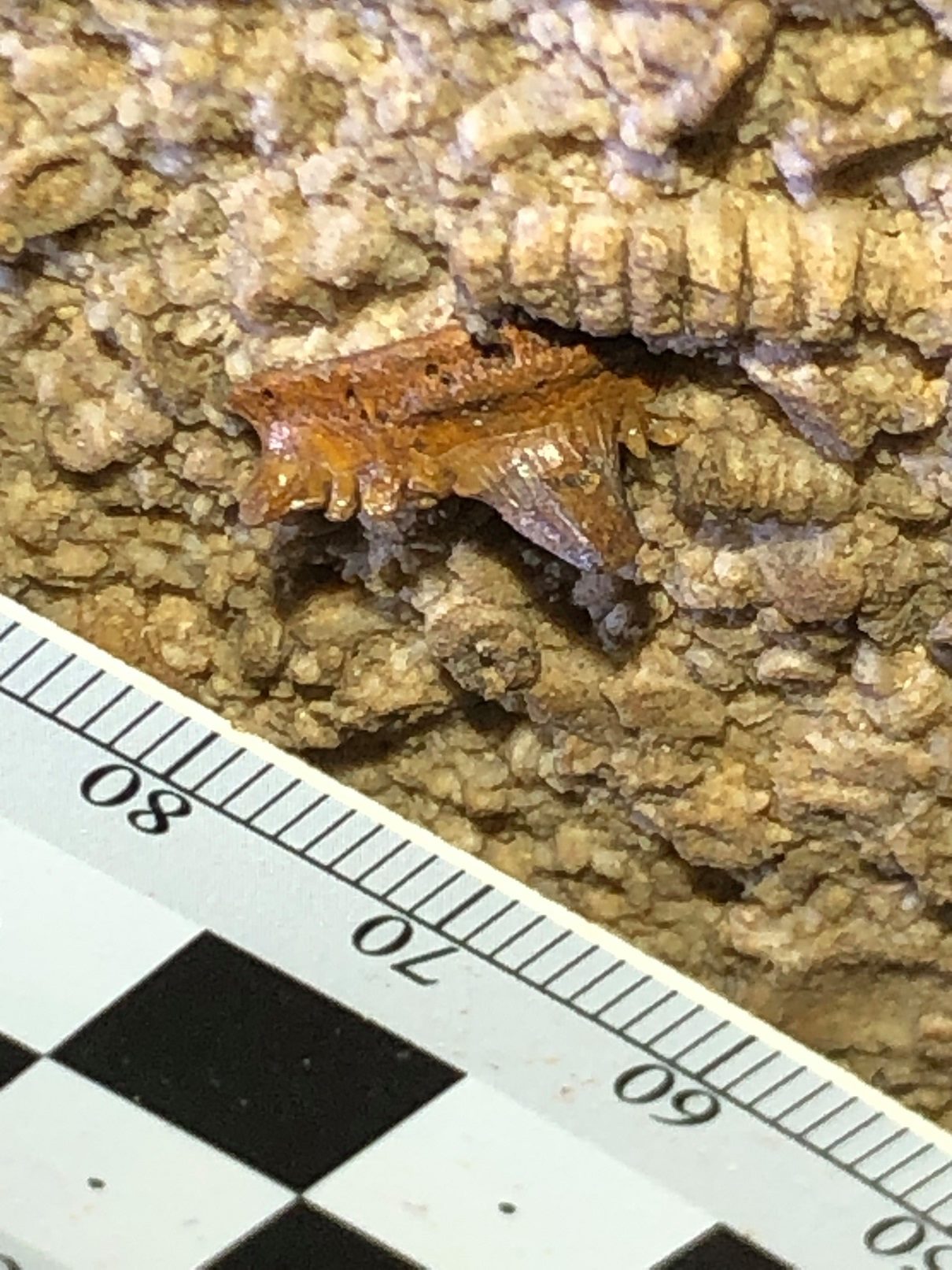 A 300 Million-Year-Old Shark Skull Was Discovered Inside Kentucky Cave ...