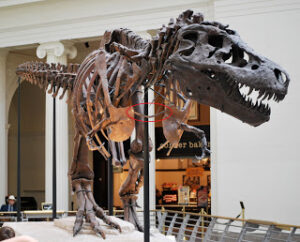 Meet Sue One of the Largest, Most Extensive, and Best Preserved ...