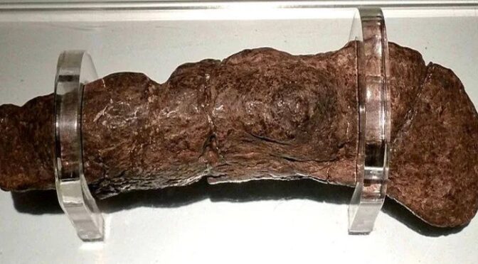 This is the largest fossilized human turd ever found