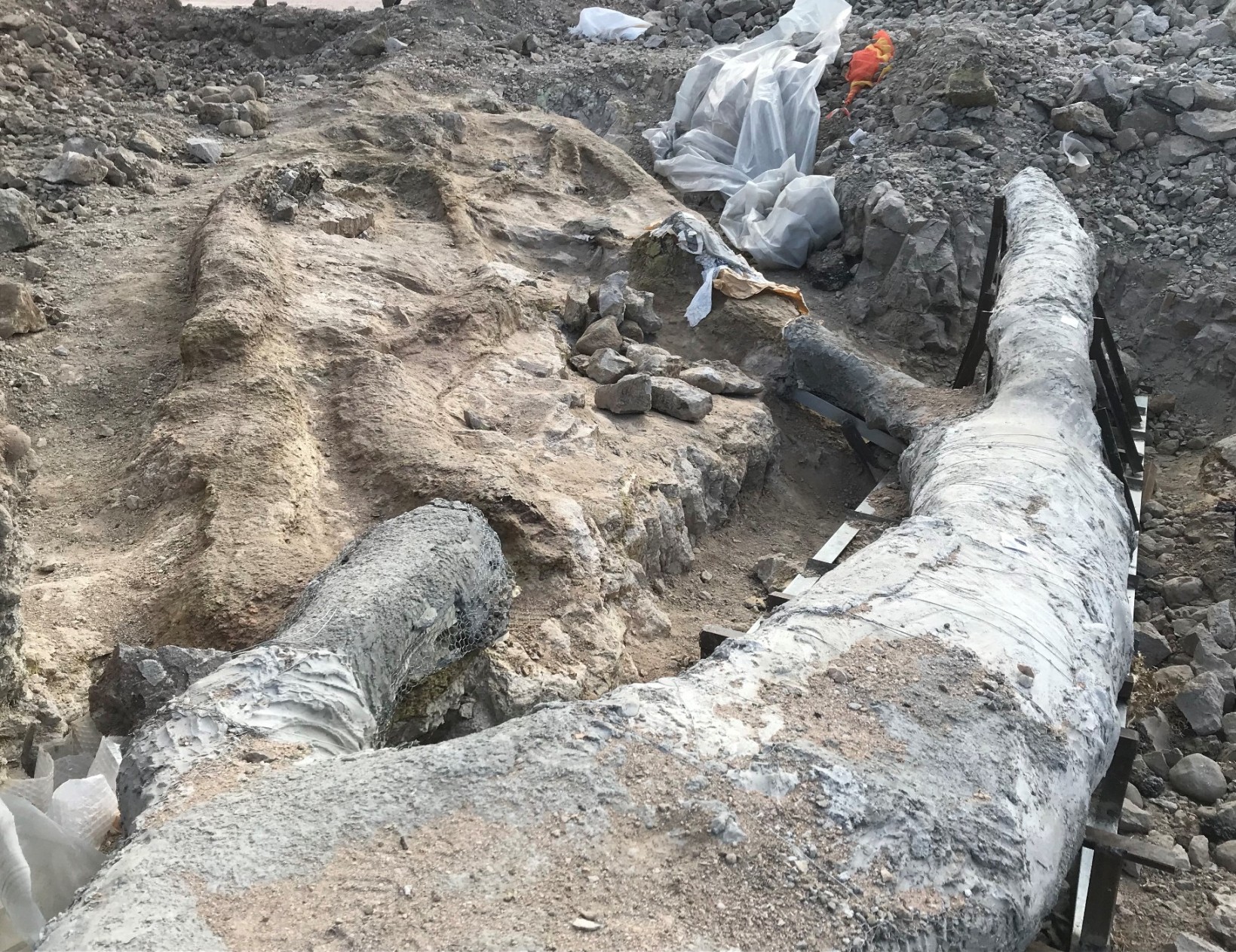 Rare 20-million-year-old petrified tree measuring 62 feet tall ...