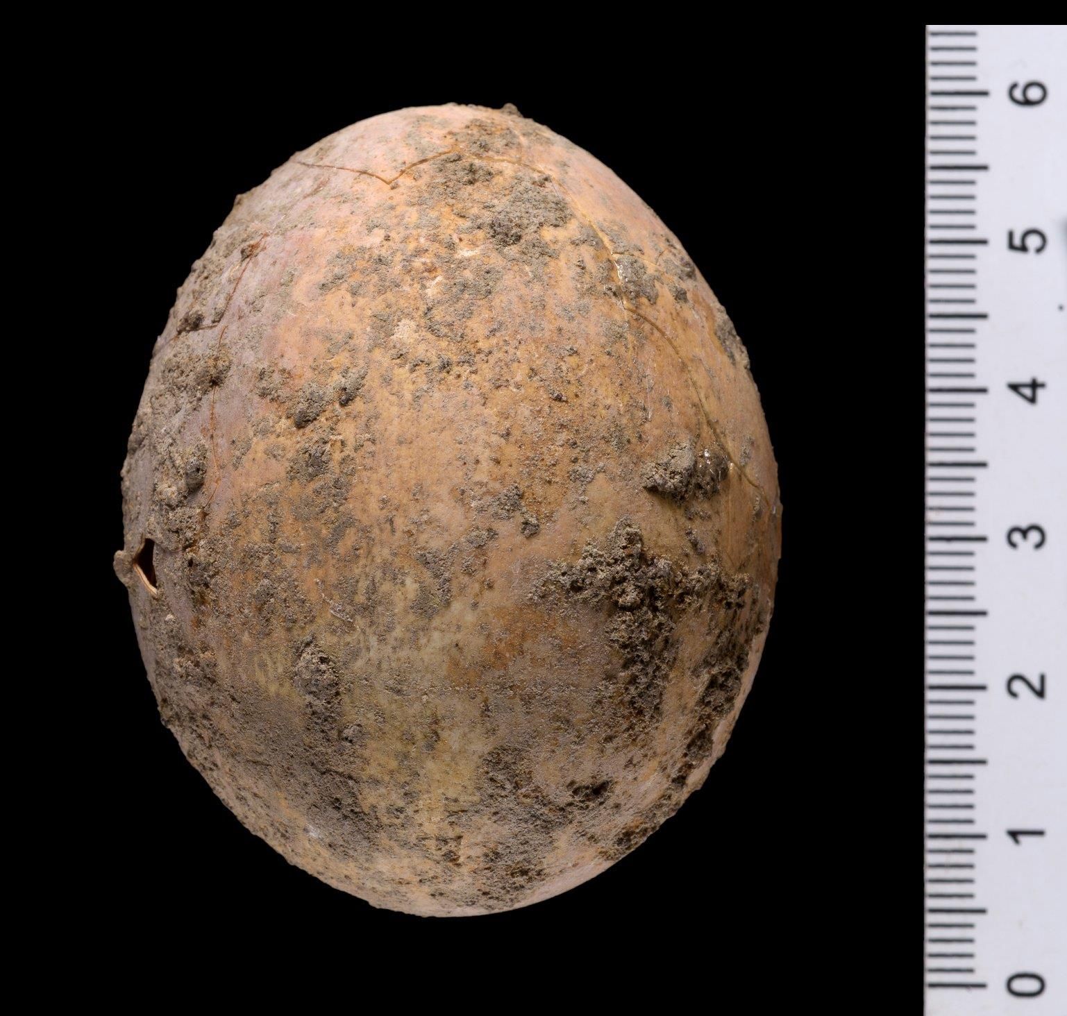 Preserved in poop: 1,000-year-old chicken egg found in Israel ...
