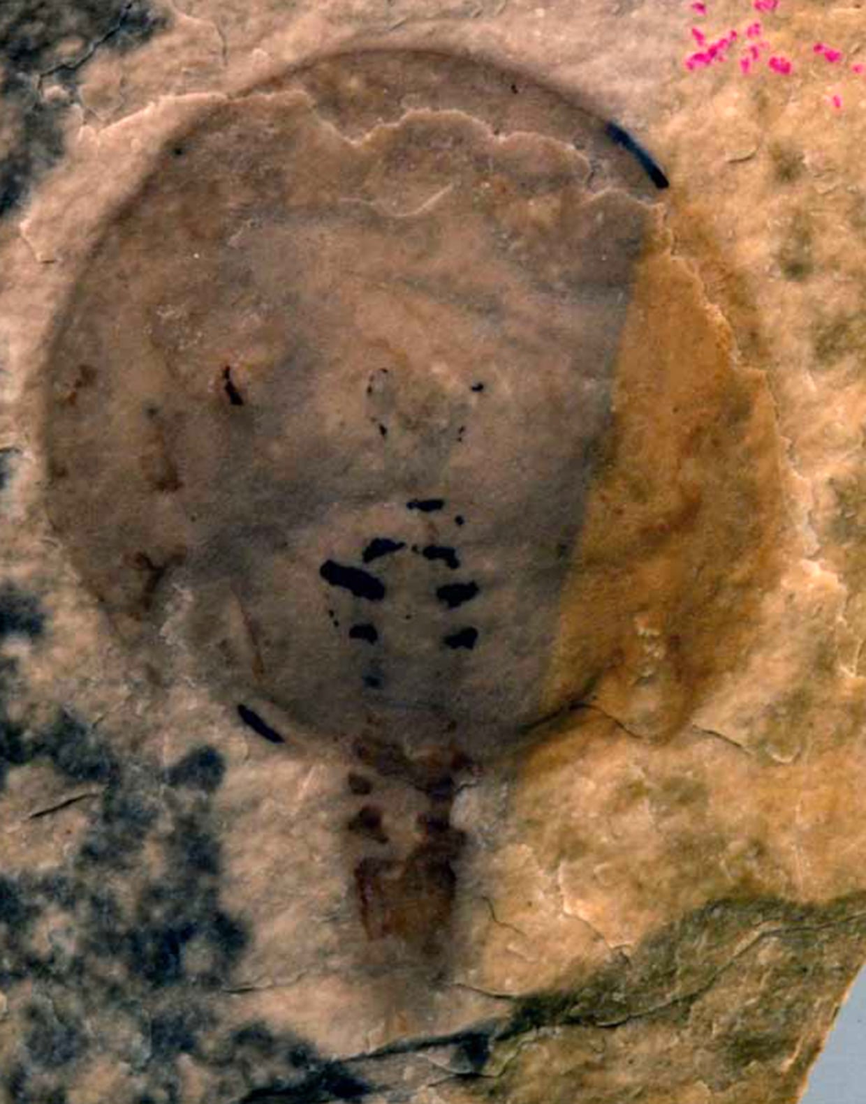 Oldest Horseshoe Crab Fossil Found, 445 Million Years Old | ARCHAEOLOGY ...