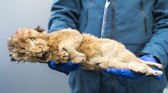 Perfectly preserved lion cubs that died 44,000 years ago ‘after being ...