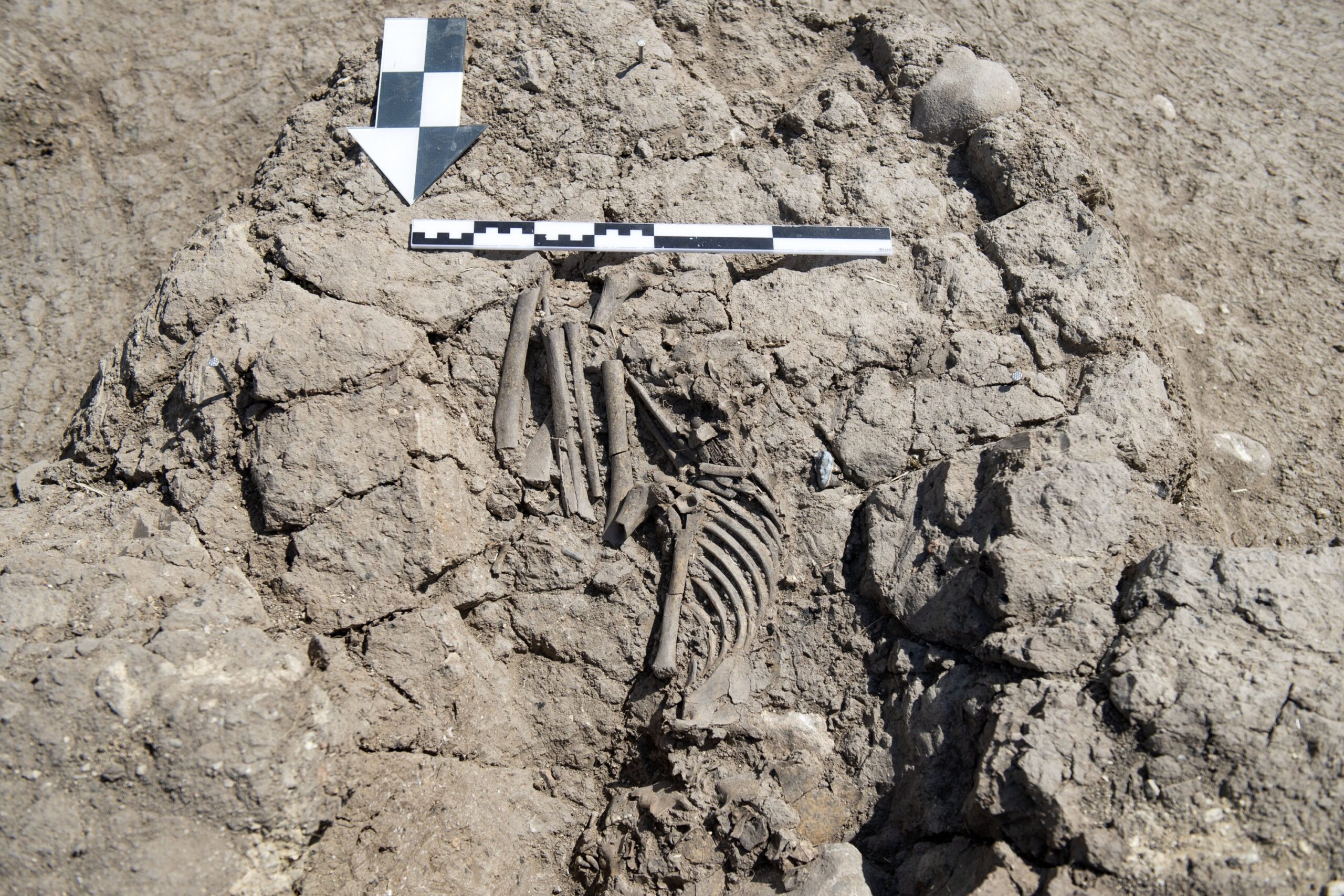 child skeleton turkey 2 | ARCHAEOLOGY WORLD