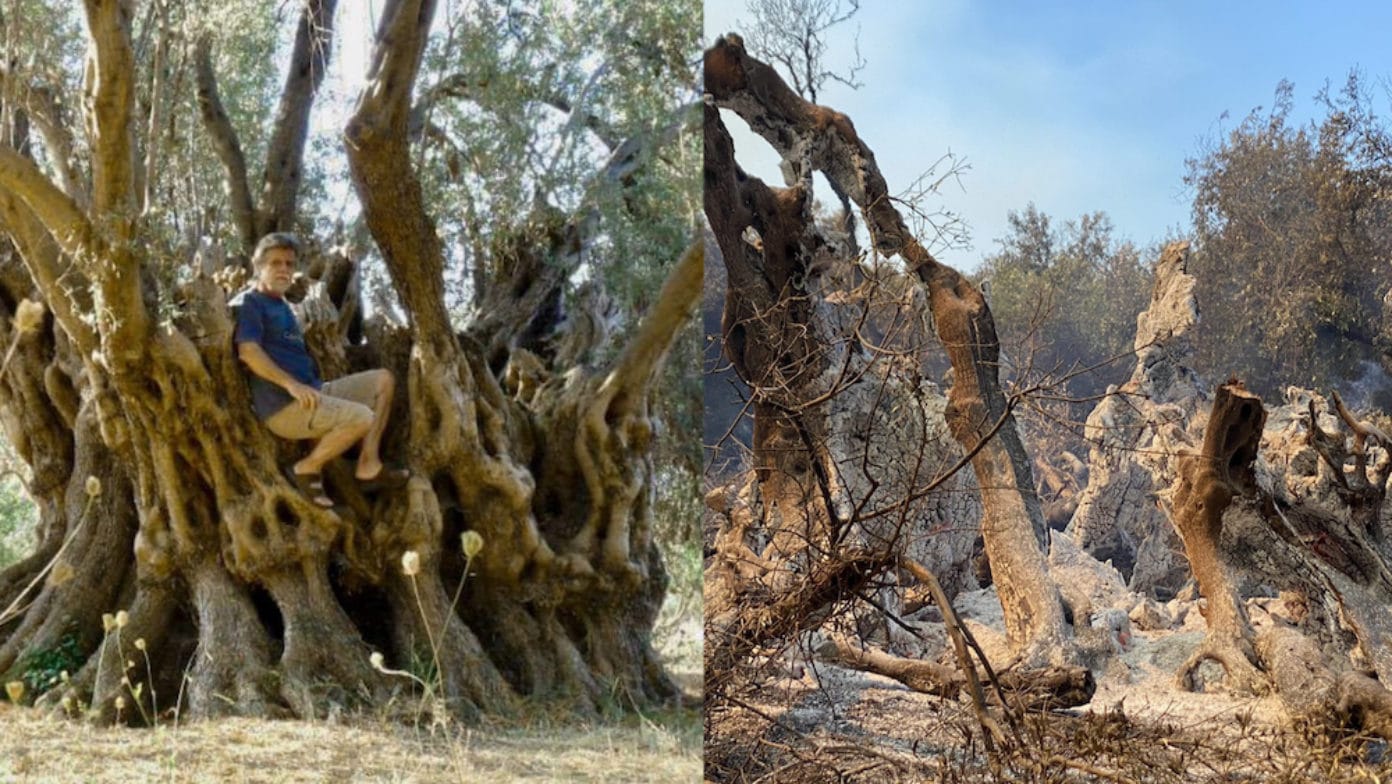 Tragic Loss: 2,500-Year-Old Olive Tree Burned to Ashes in Greek Fires ...