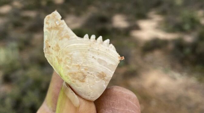 Rare 6,000-year-old mussel shell reveals insights into First Nations ...