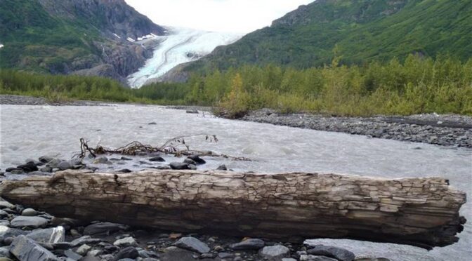Melting glacier reveals forest entombed by ice 1,300 years ago in ...