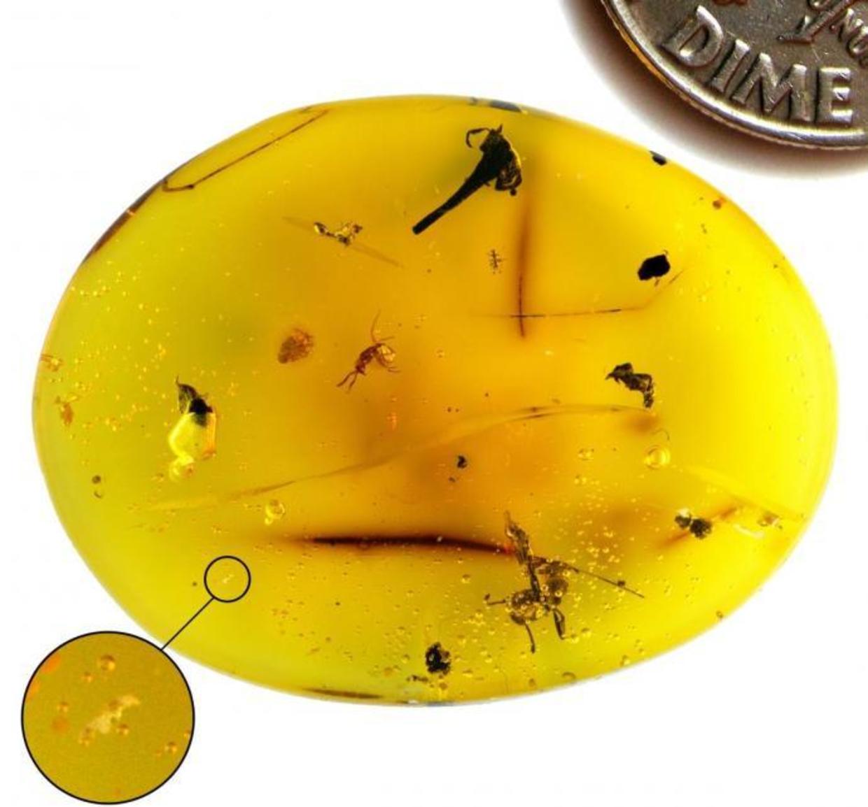 Scientists discover “once-in-a-generation” fossilized water bear in 16 ...