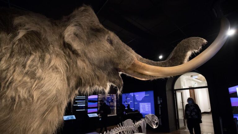 Humans did not cause woolly mammoths to go extinct, climate change did ...