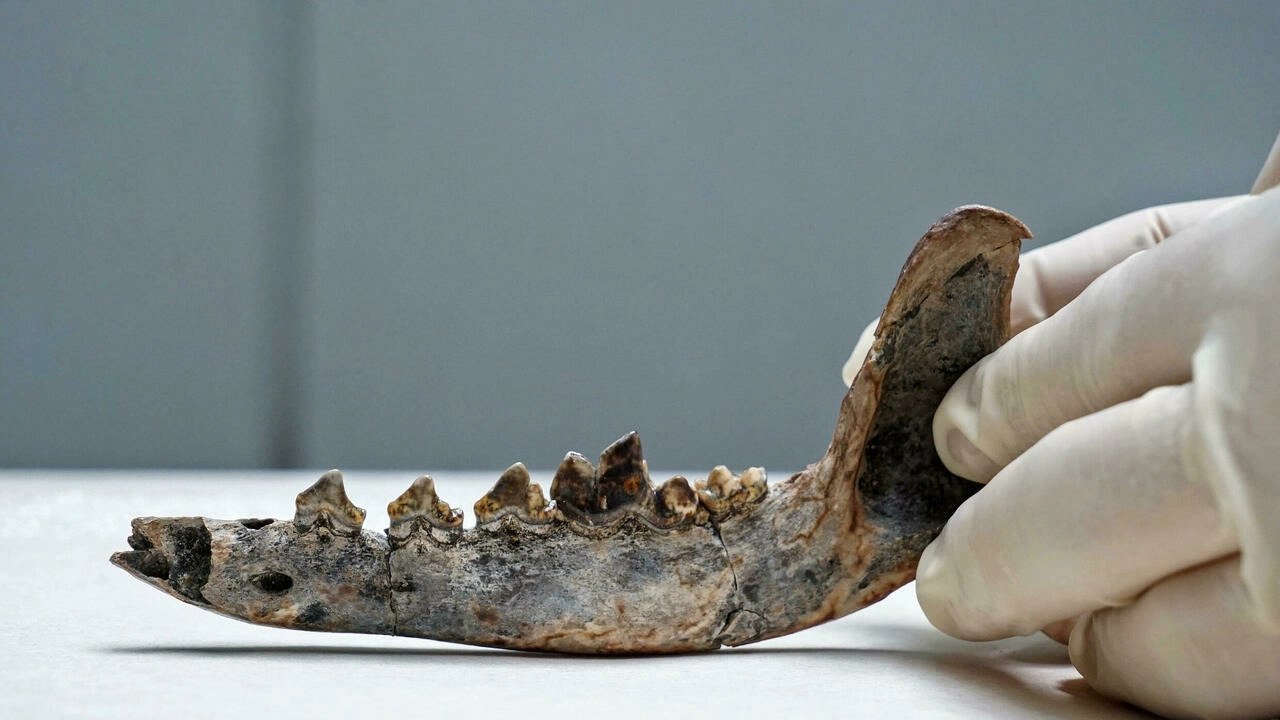 Researchers say fossil shows humans, dogs lived in C. America in 10,000 ...