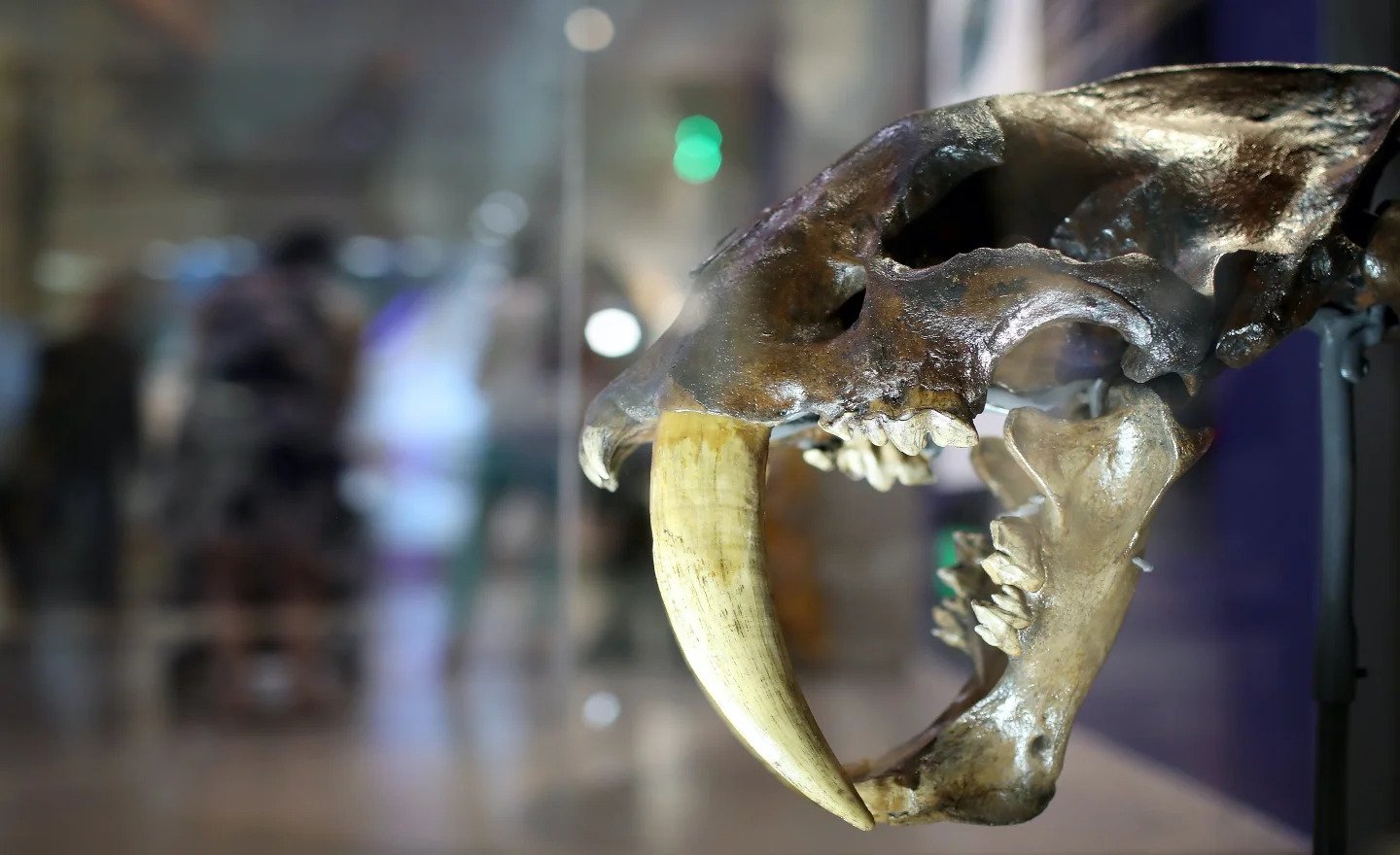 Newly identified American saber-toothed cat species was larger than a ...