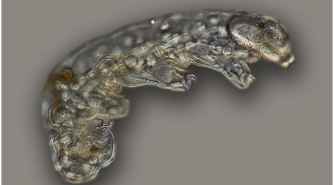 Rare tardigrade fossil found in 16-million-year-old Dominican amber ...