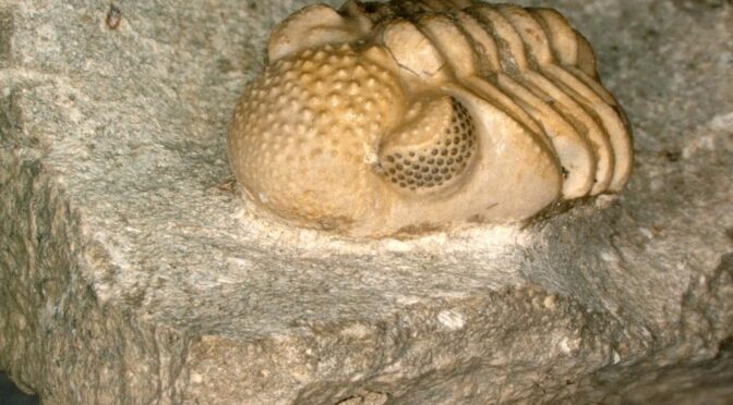 Primordial “Hyper-Eye” Discovered: Astonishing 390 Million-Year-Old ...