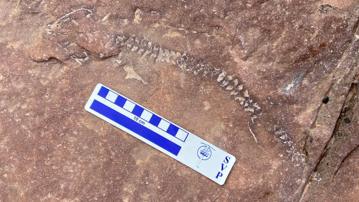 Why this 300 million-year-old fossil discovered in Utah has the ...