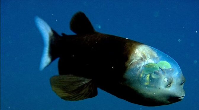 Alien-like fish with a translucent head that exposes its green eyes is ...