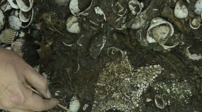 The largest Aztec temple was decorated with over 100 starfish