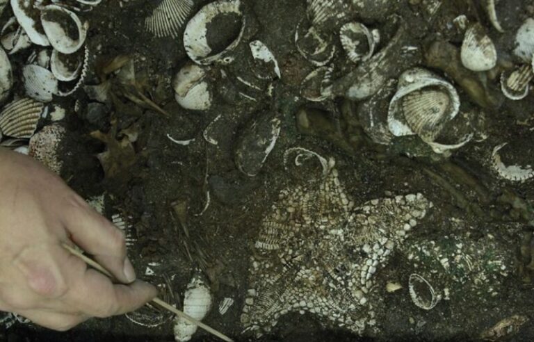 The largest Aztec temple was decorated with over 100 starfish ...